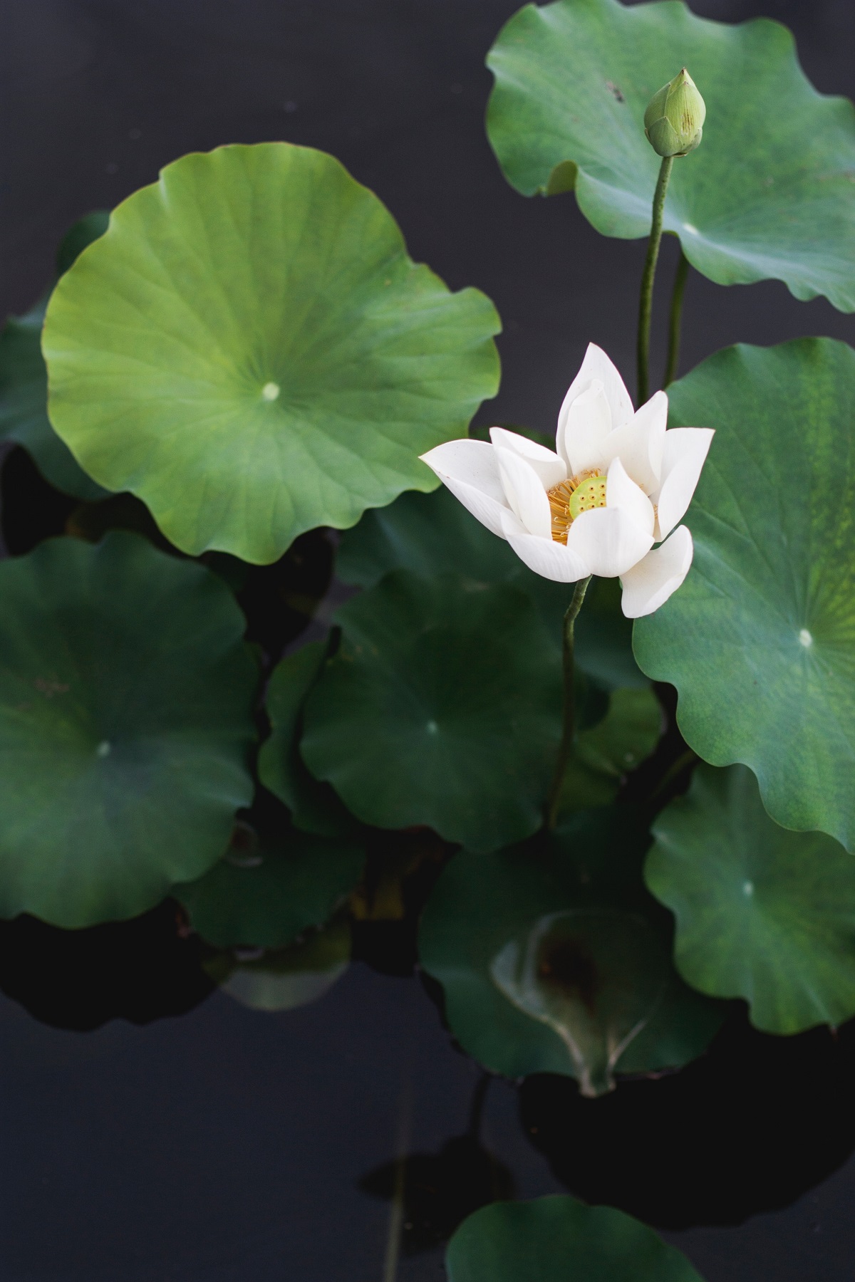 The Brahma-viharas: Head & Heart Together - Tricycle: The Buddhist Review
