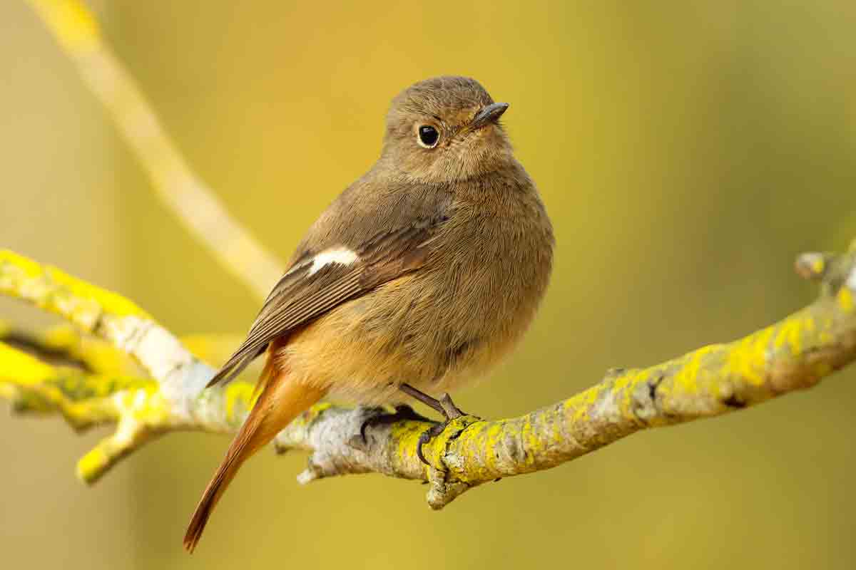 Animal Realm - Tricycle: The Buddhist Review