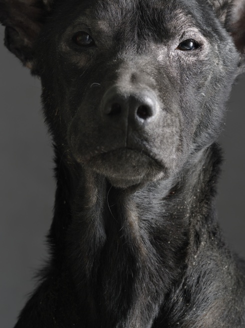 Buddha Buzz: Birthday Parties and Abandoned Dogs - Tricycle: The ...