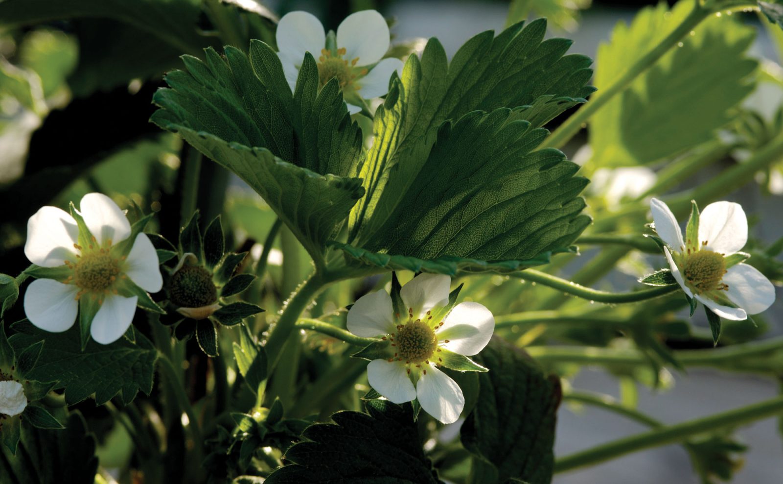 The Joy of No Sex: Buddhism and Celibacy - Tricycle