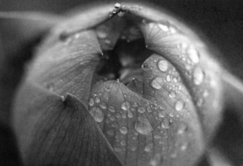 Lotus Symbol in Buddhism