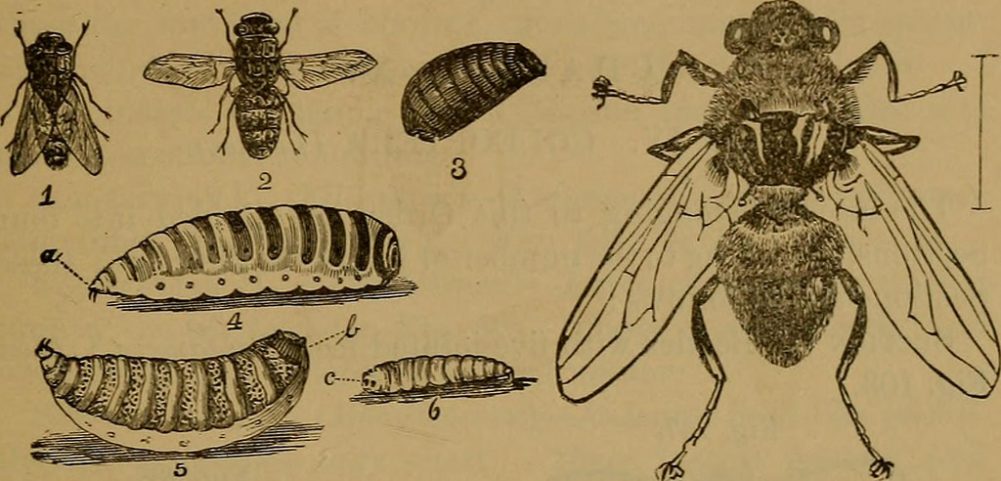 The Sutra of Maggots and Blowflies