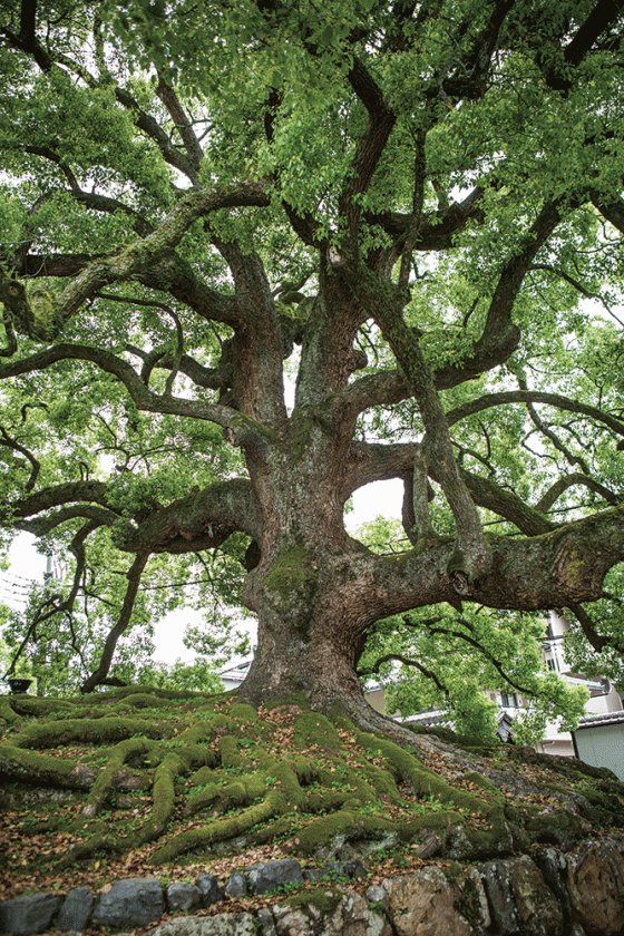 The Tree Guardians of Kyoto at Honen-in Temple - Tricycle