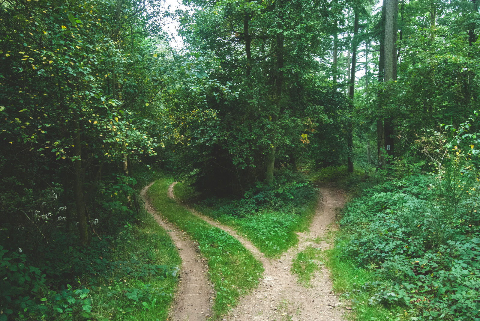 Theravada Mahayana: Why I Walk Two Paths - Tricycle