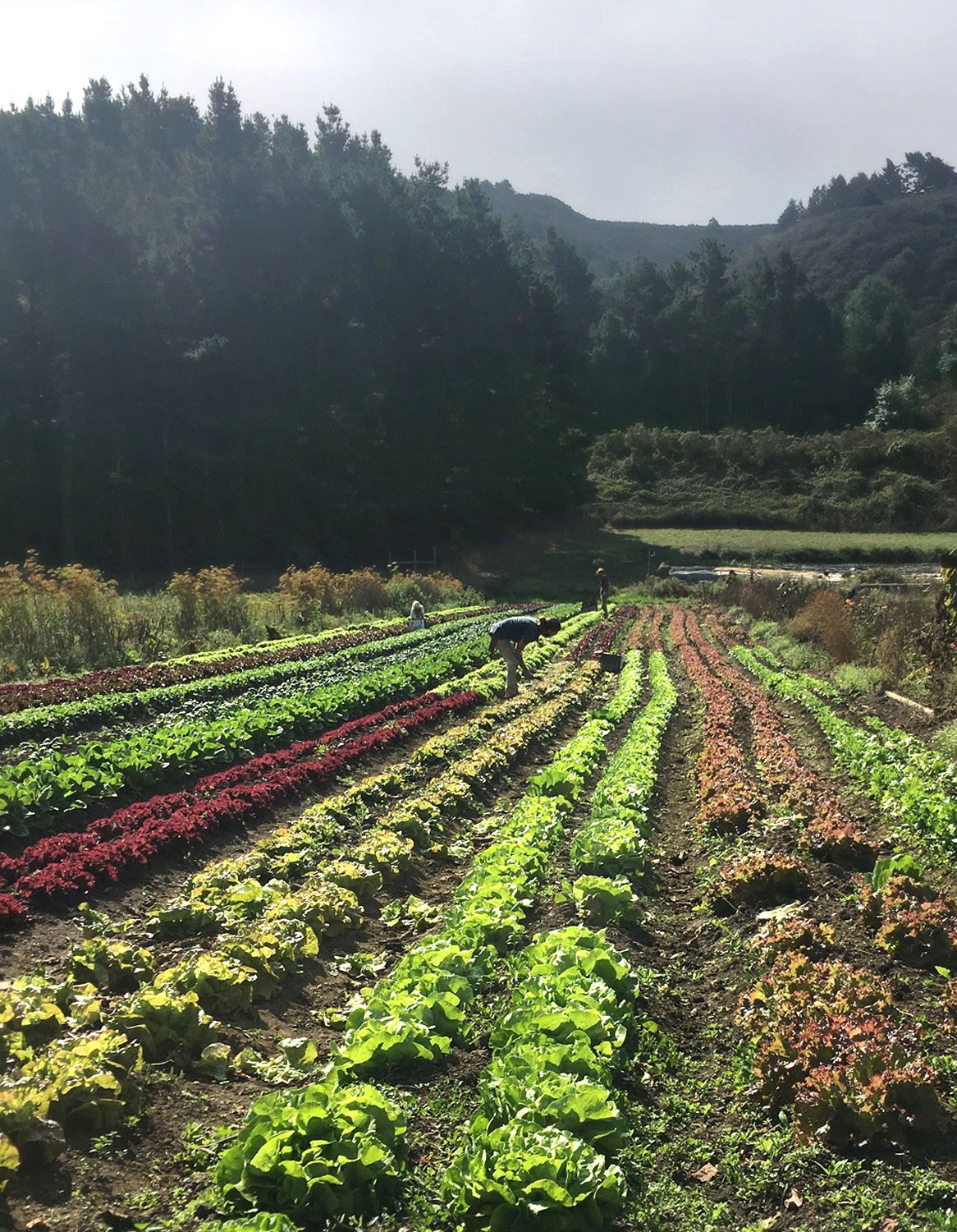 A Zen Harvest from Green Gulch Farm - Tricycle: The Buddhist Review