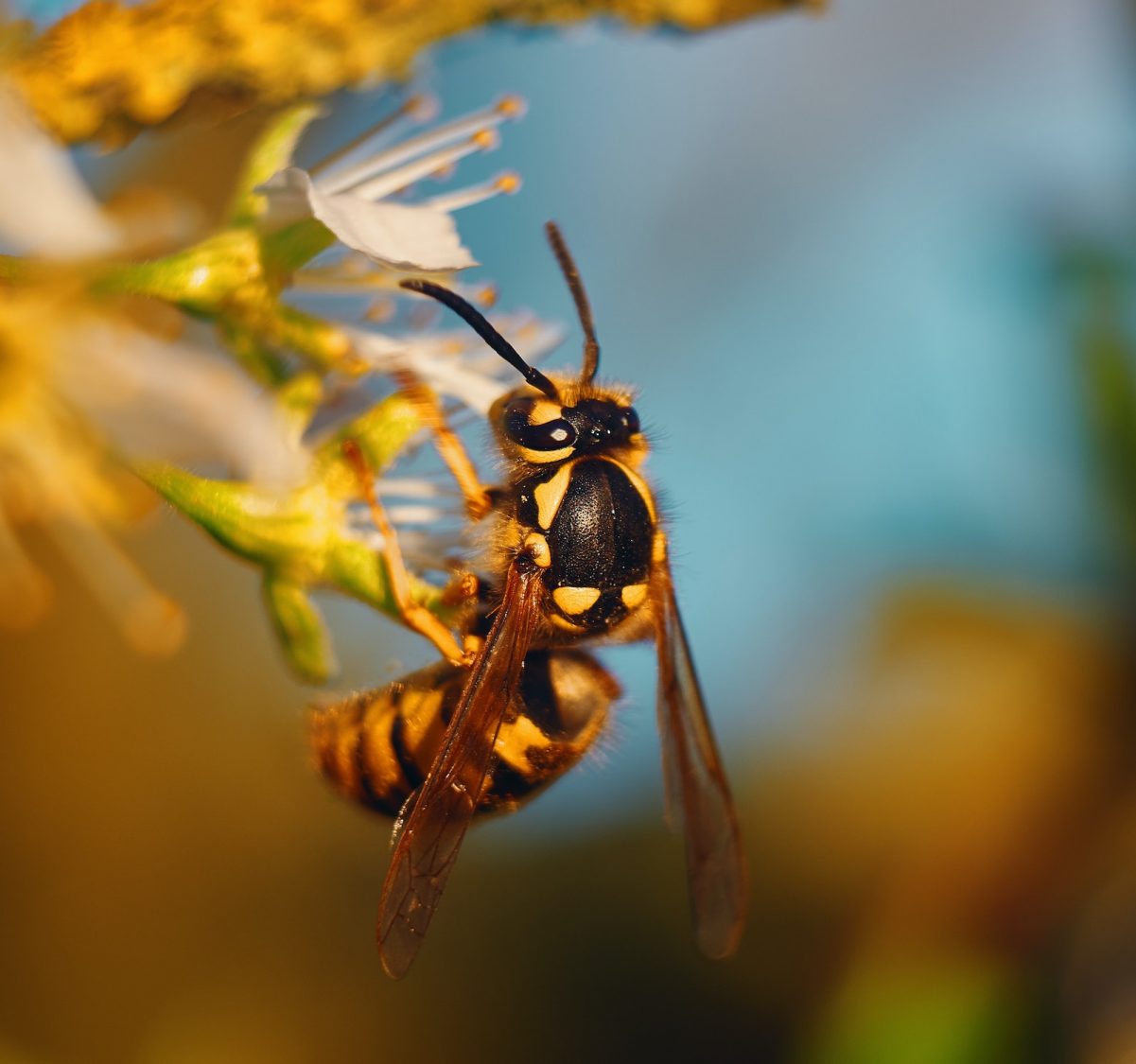 The Sting of a Wasp: A Buddhist Reflection on Killing Insects - Tricycle