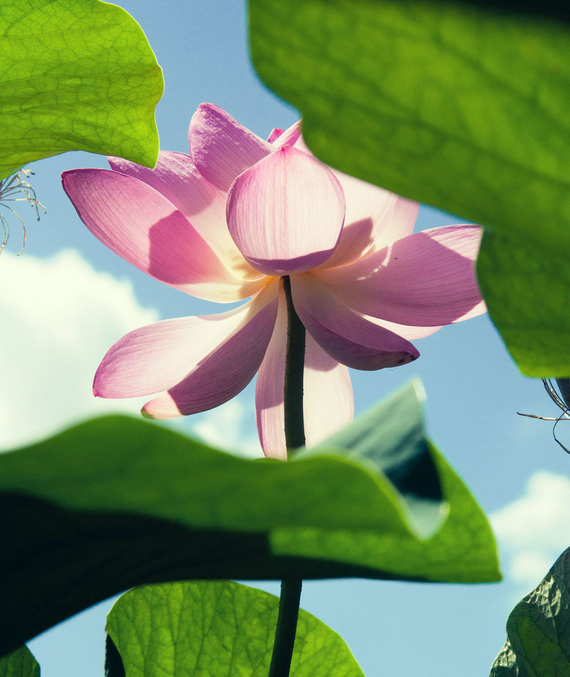 How to Cultivate and Practice Joy - Tricycle: The Buddhist Review