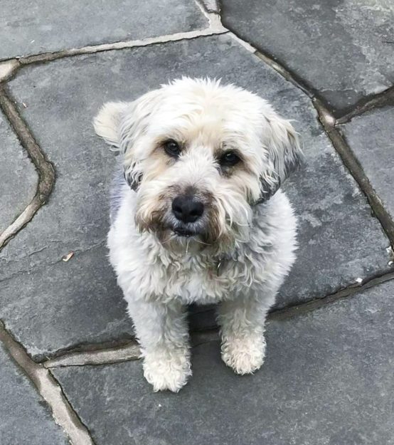 Lessons from a Good Dog: Be Kind - Tricycle: The Buddhist Review