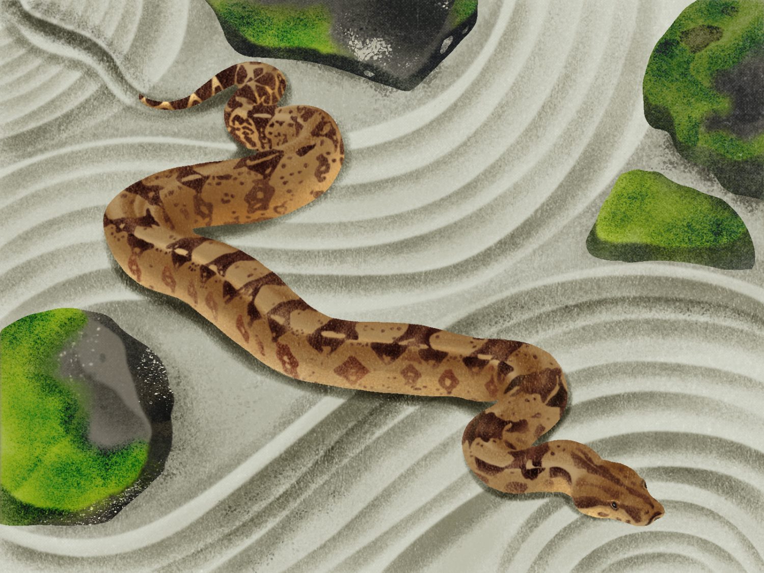 "Snake" Haiku Challenge Winners - Tricycle: The Buddhist Review