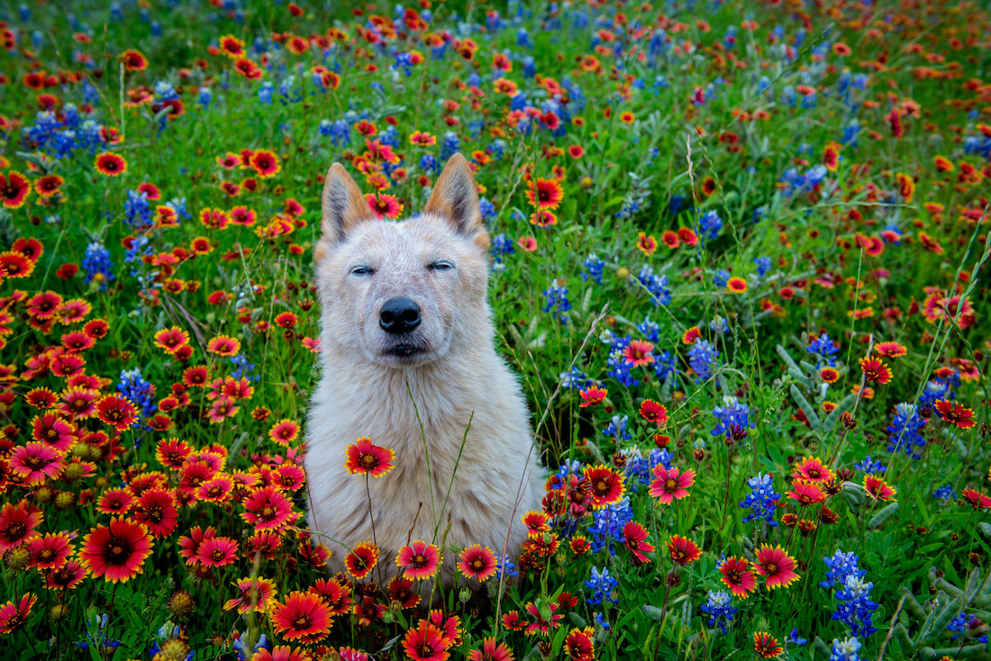 Amanda Stronza Interview: Restoring Dignity to Animal Kin