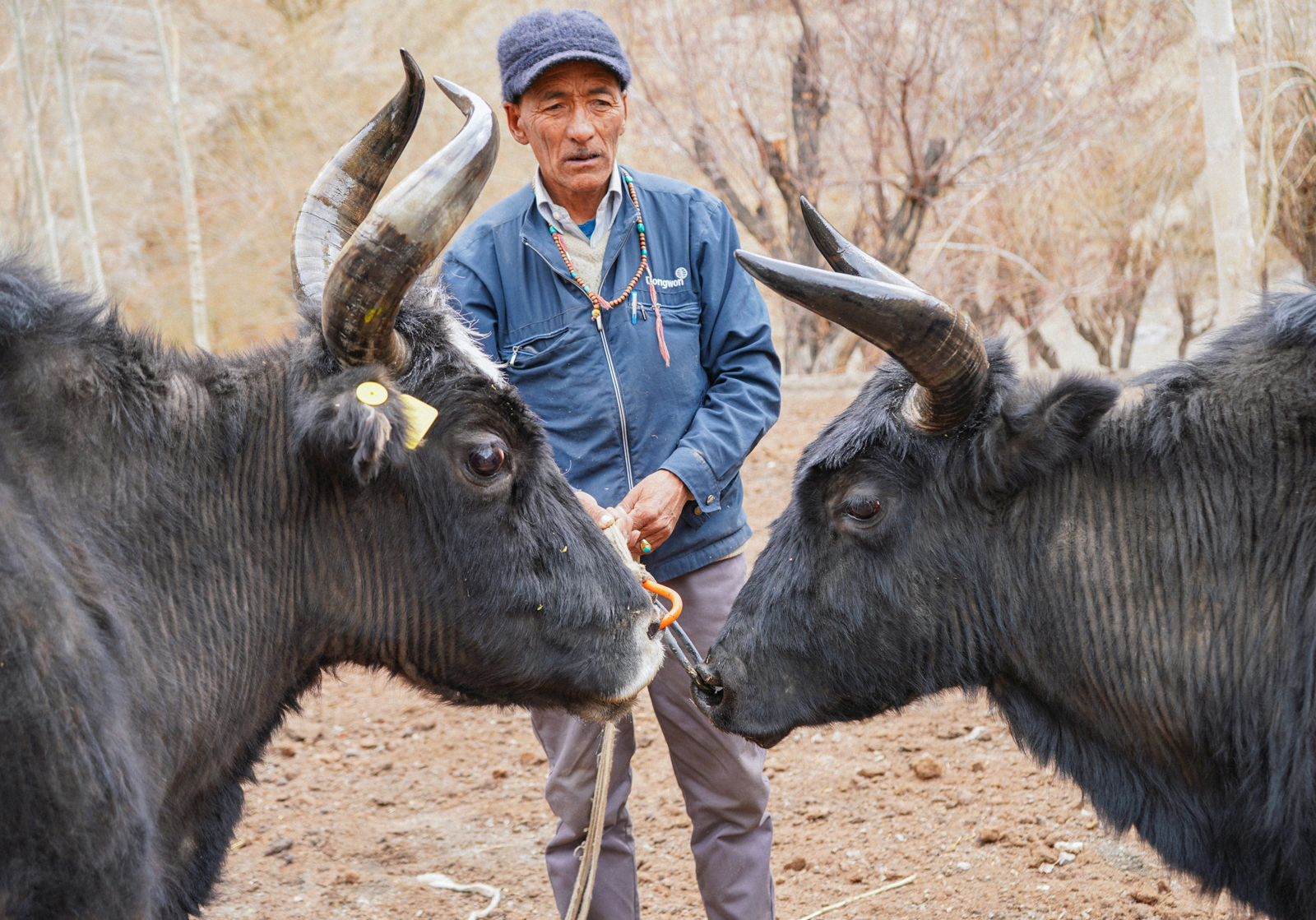 Ladakh's Plowing Rituals: Beyond Text and Temple - Tricycle