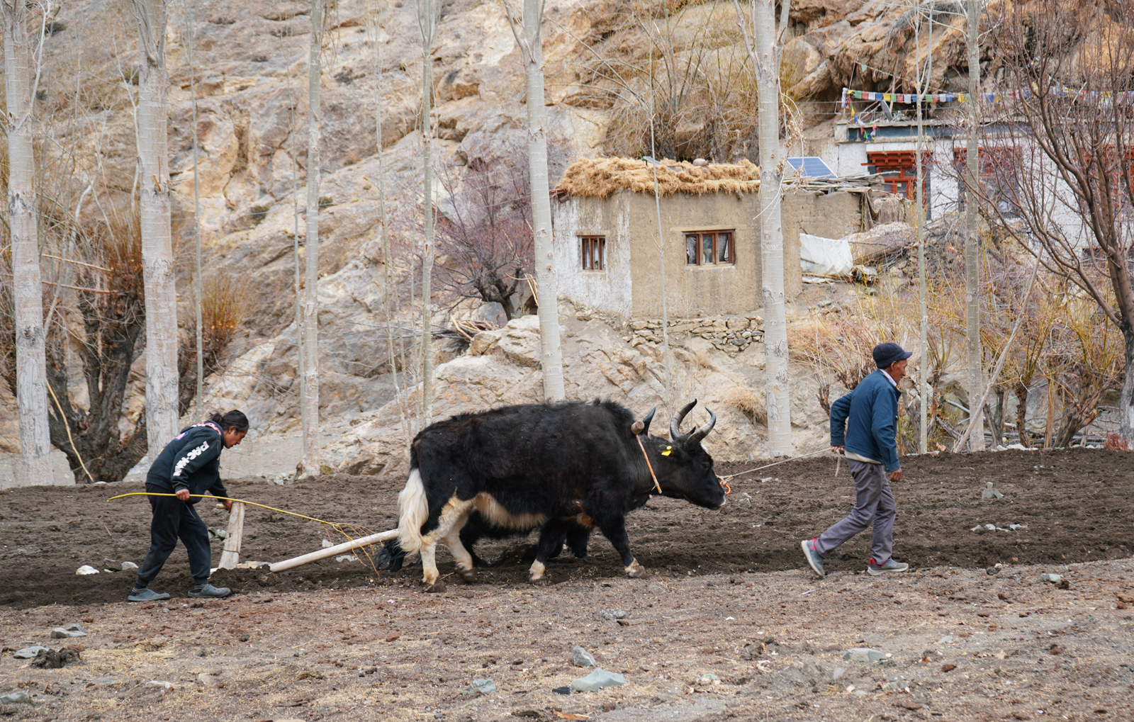 Ladakh's Plowing Rituals: Beyond Text and Temple - Tricycle