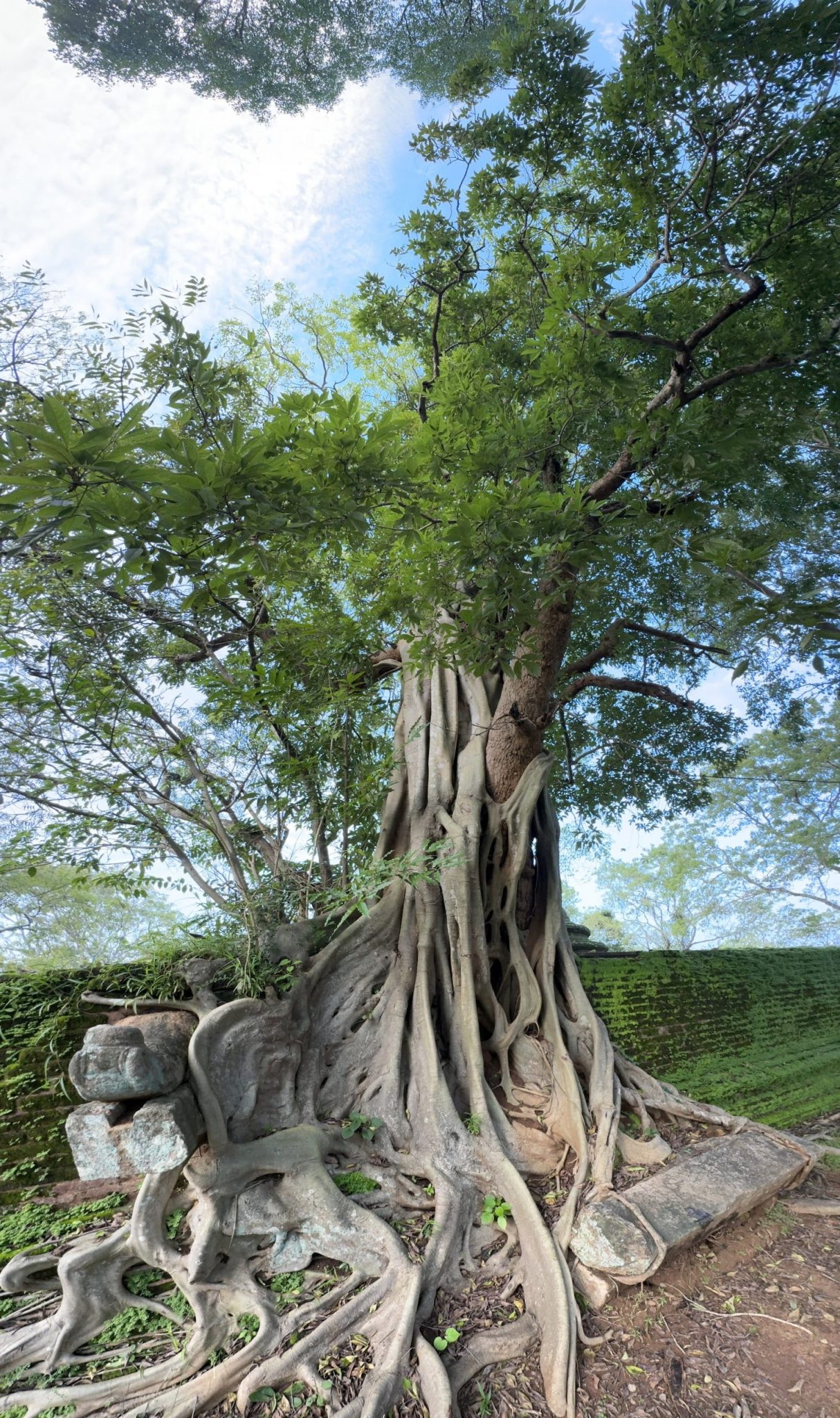 The Tree and the Tooth - Tricycle: The Buddhist Review