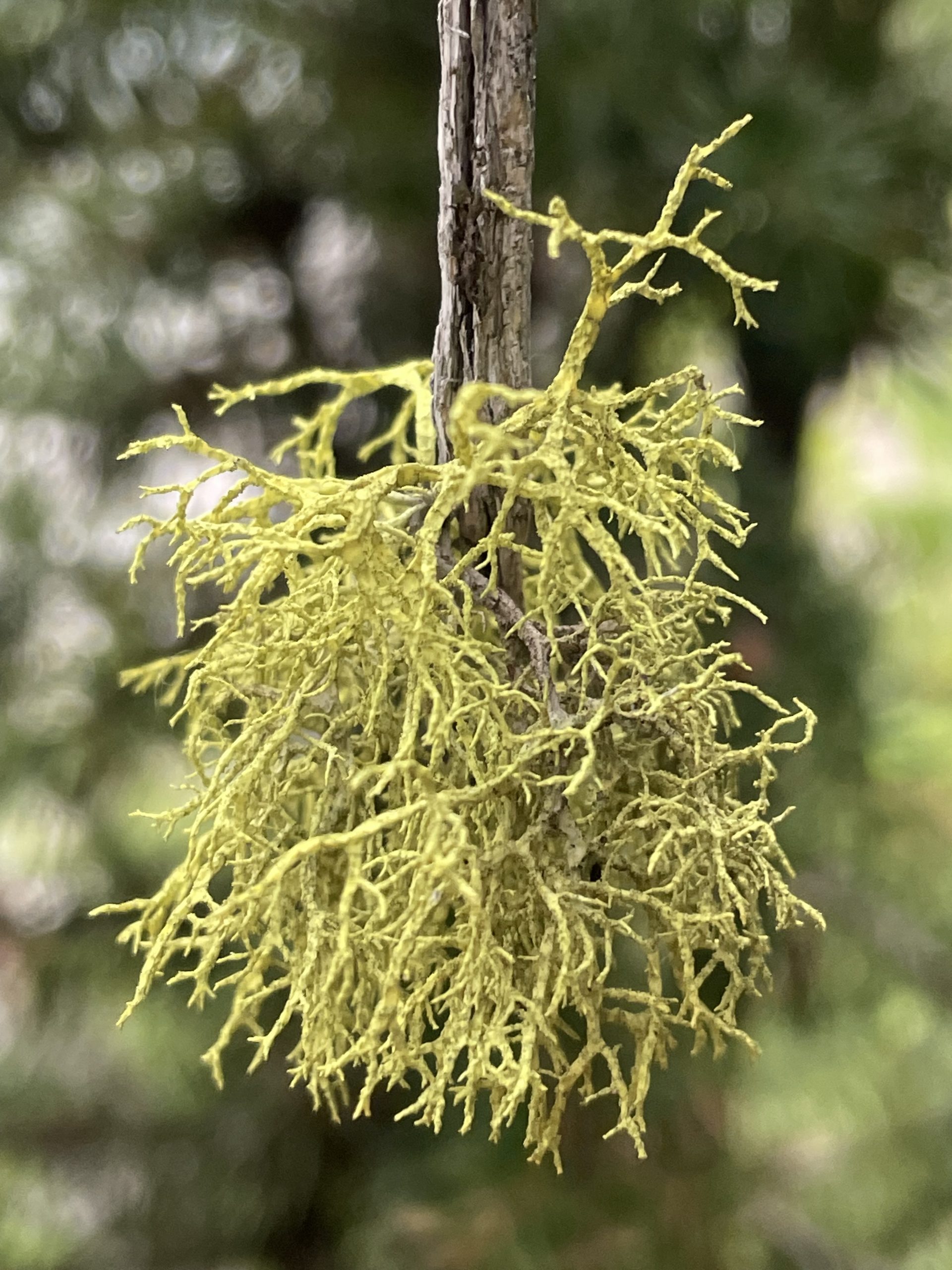 On Lichen, Miksang, and Interdependence - Tricycle