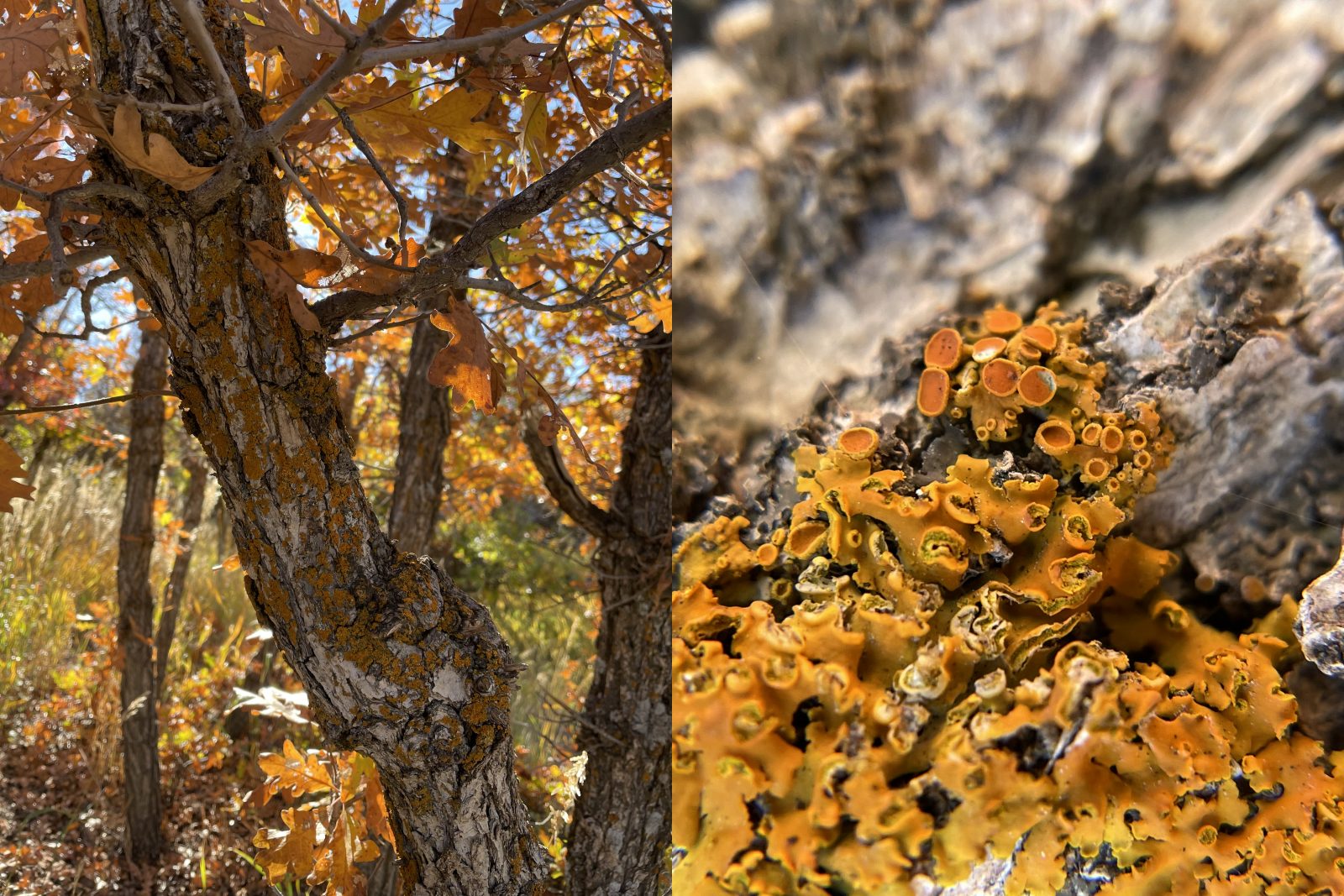 On Lichen, Miksang, and Interdependence - Tricycle