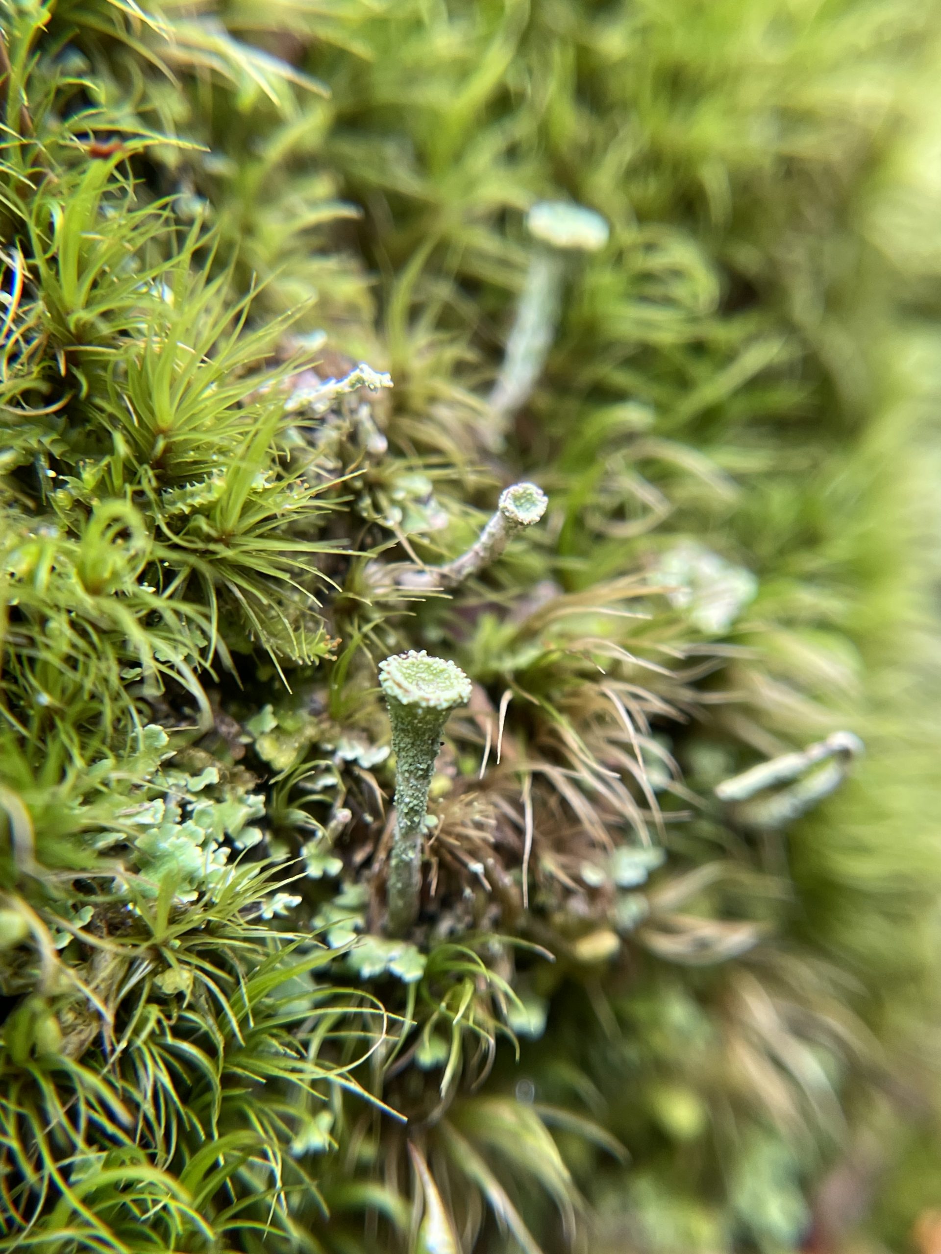 On Lichen, Miksang, and Interdependence - Tricycle