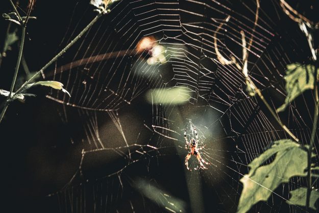 Cultivate Spider Mind - Tricycle: The Buddhist Review