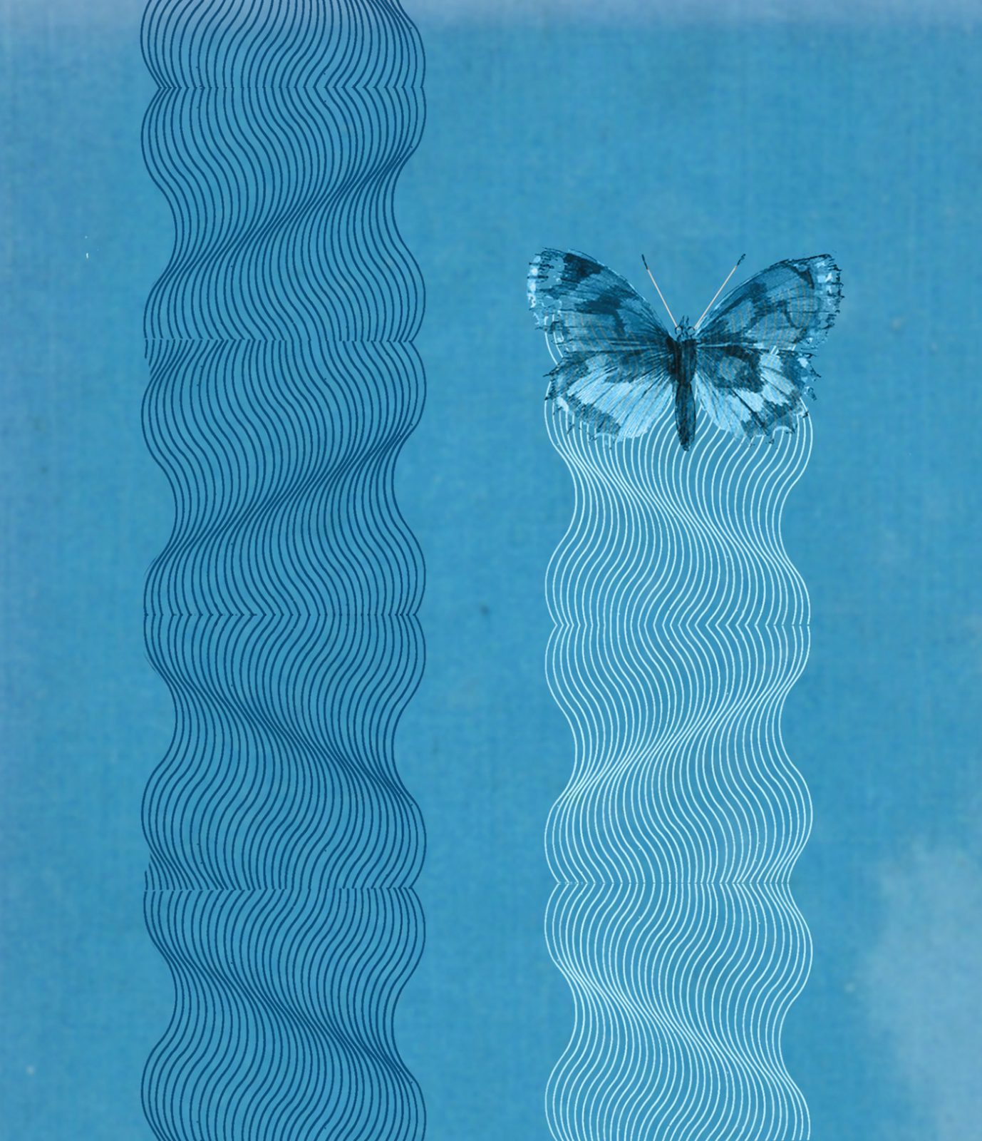 Haiku Challenge: Butterfly - Tricycle: The Buddhist Review