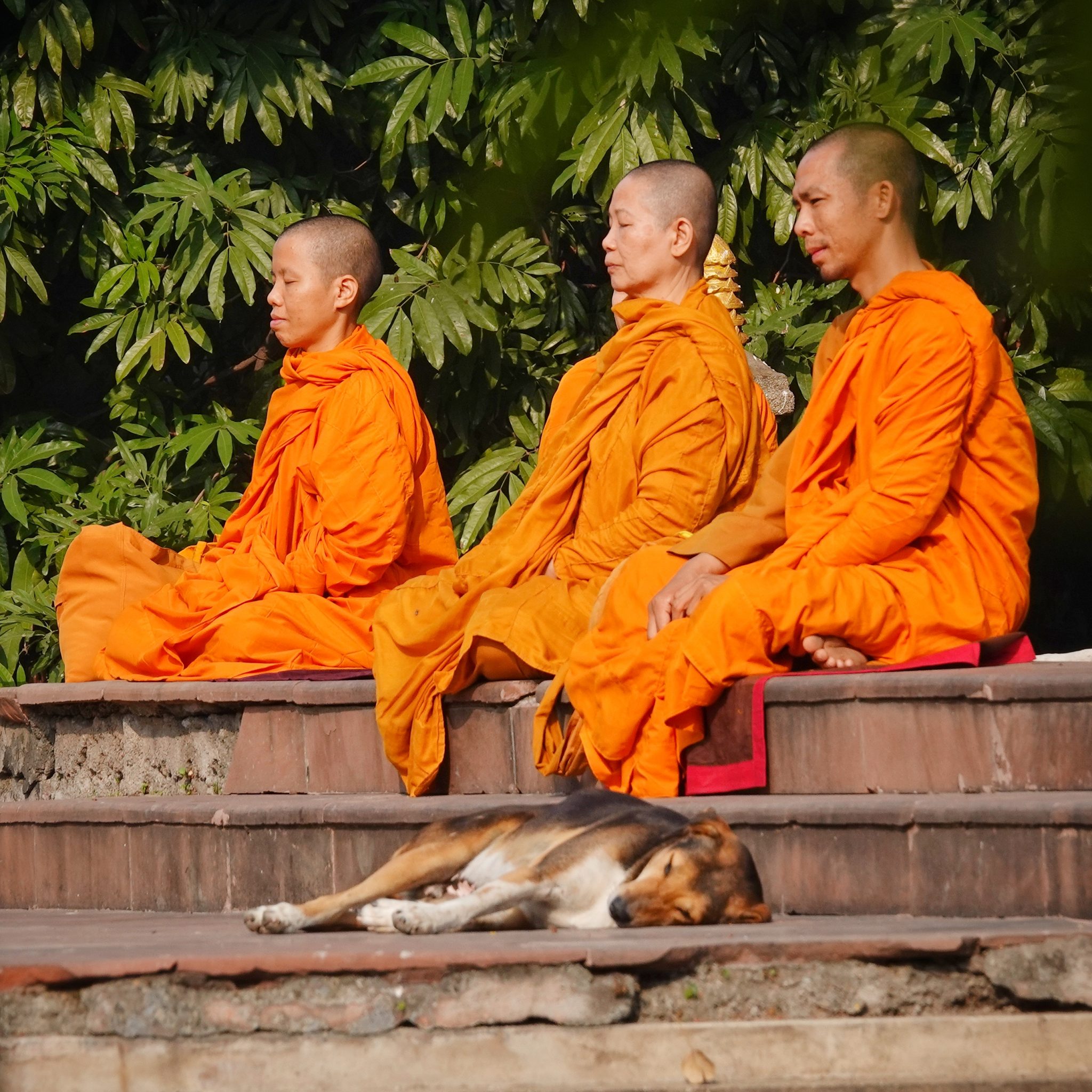 Buddha: Buddhism for Beginners