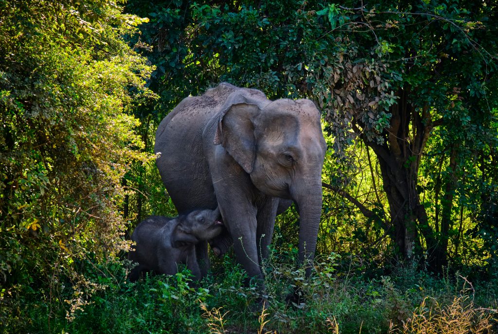 Buddhism and Environmental Law in Sri Lanka